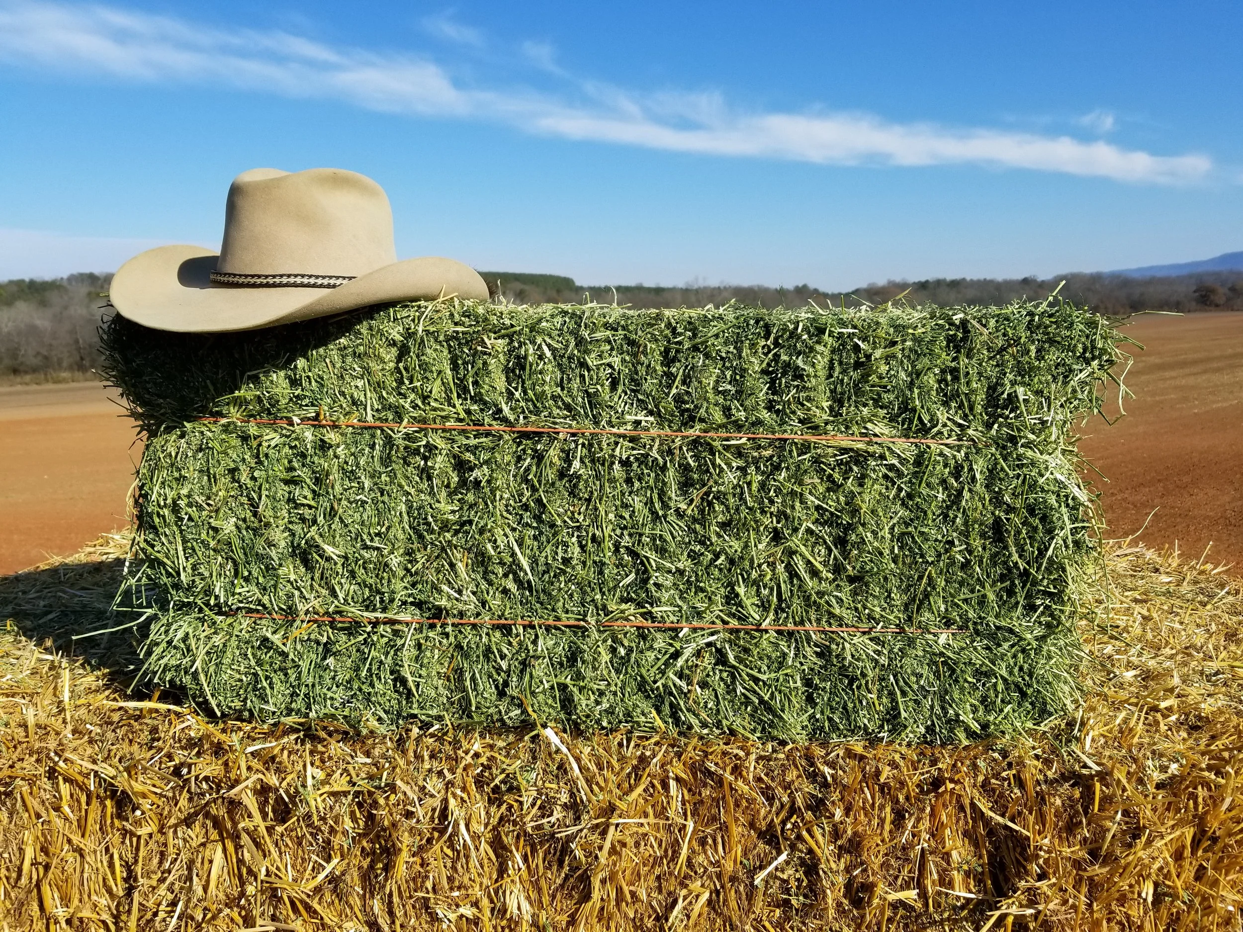 High-Protein Alfalfa Hay – Power-Packed Nutrition for Animal Growth ...