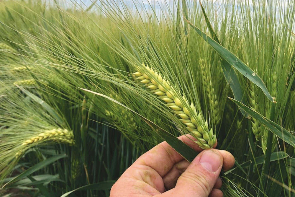 Why Canadian Barley is in High Demand – Western Forage